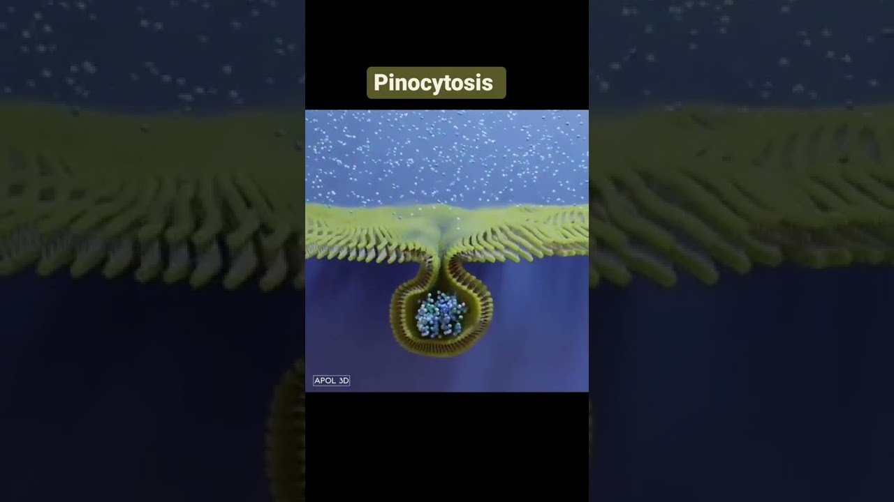 PINOCYTOSIS...#shorts #trending
