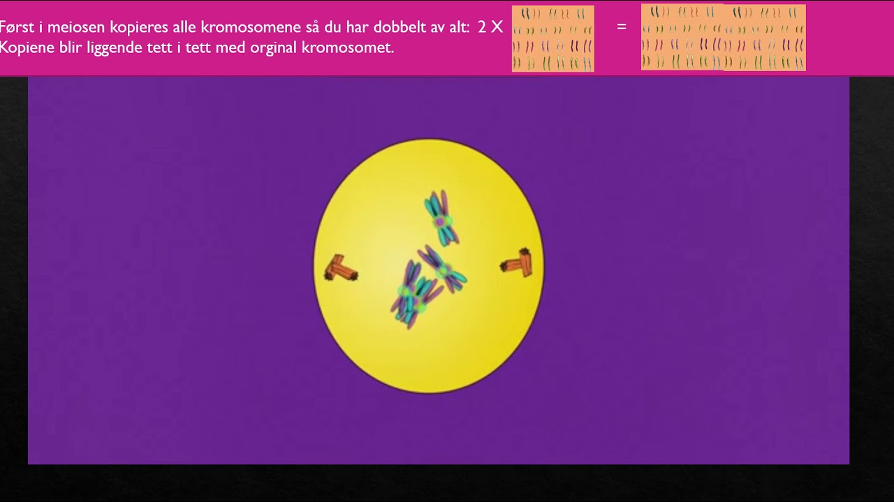meiose forklart av Kristine