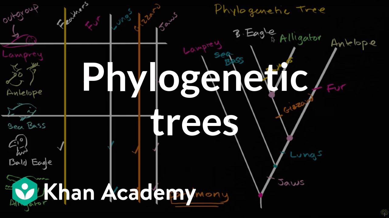 Understanding and building phylogenetic trees | High school biology | Khan Academy