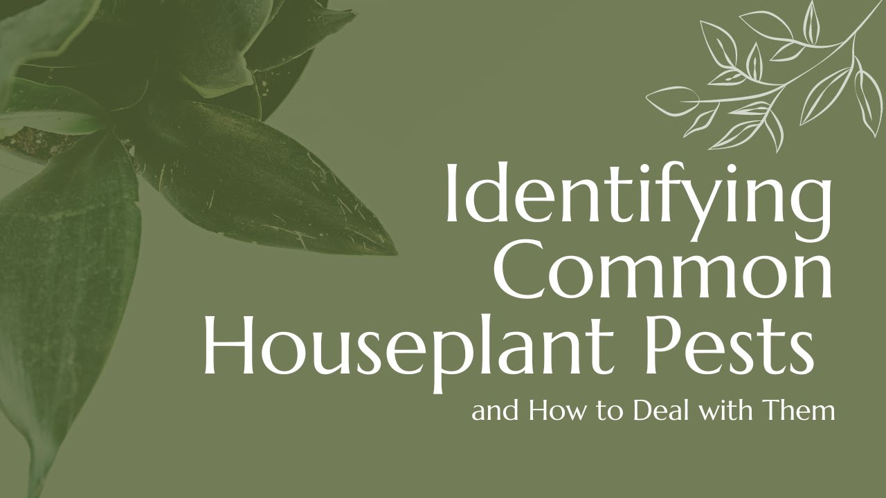 Houseplant Health 101: A Guide to Identifying and Conquering Common Houseplant Pests