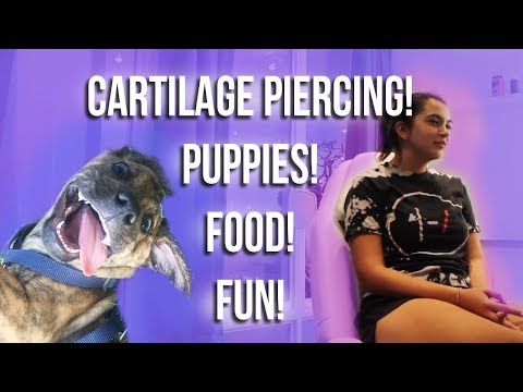 New Piercing + Puppies! | vlog #37
