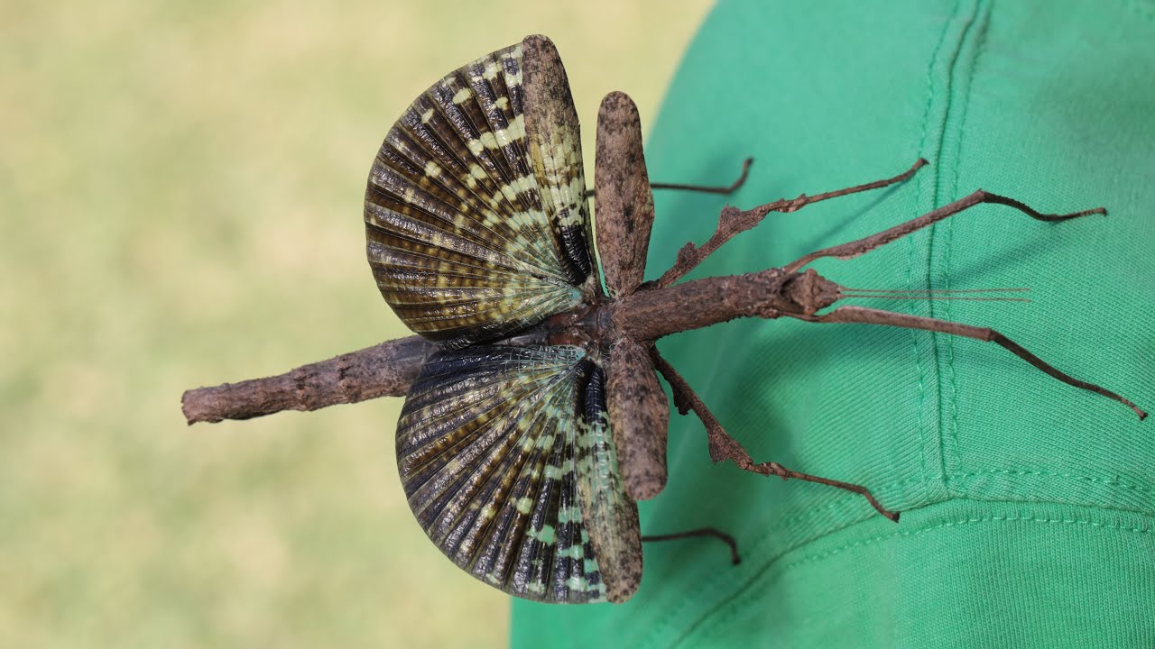 Pet crowned stick insect dance