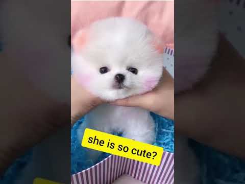 Chien trop mignon😊Essaie de ne pas rire tiktok 😂 Petit chien mignon et drôle 😊 #drole #short