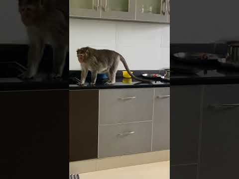The monkey came to kitchen