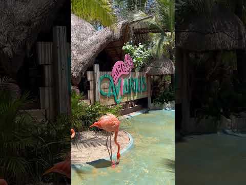 Did I Miss the Memo on wearing My Pink Flamingo Outfit to the Flamingo 🦩 Exhibit in Costa Maya?