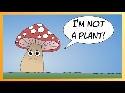 Episode 46 - Fascinating Fungi: a lesson about decomposers and ecosystems