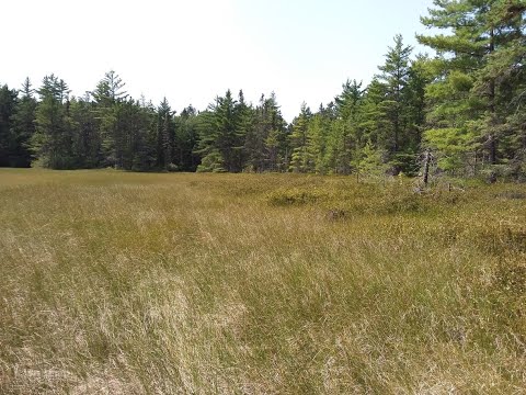 Wetland Flora of Hiawatha National Forest