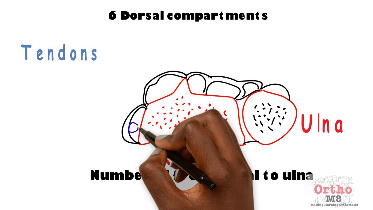 Basic Sciences - Anatomy of Dorsal Wrist Compartments
