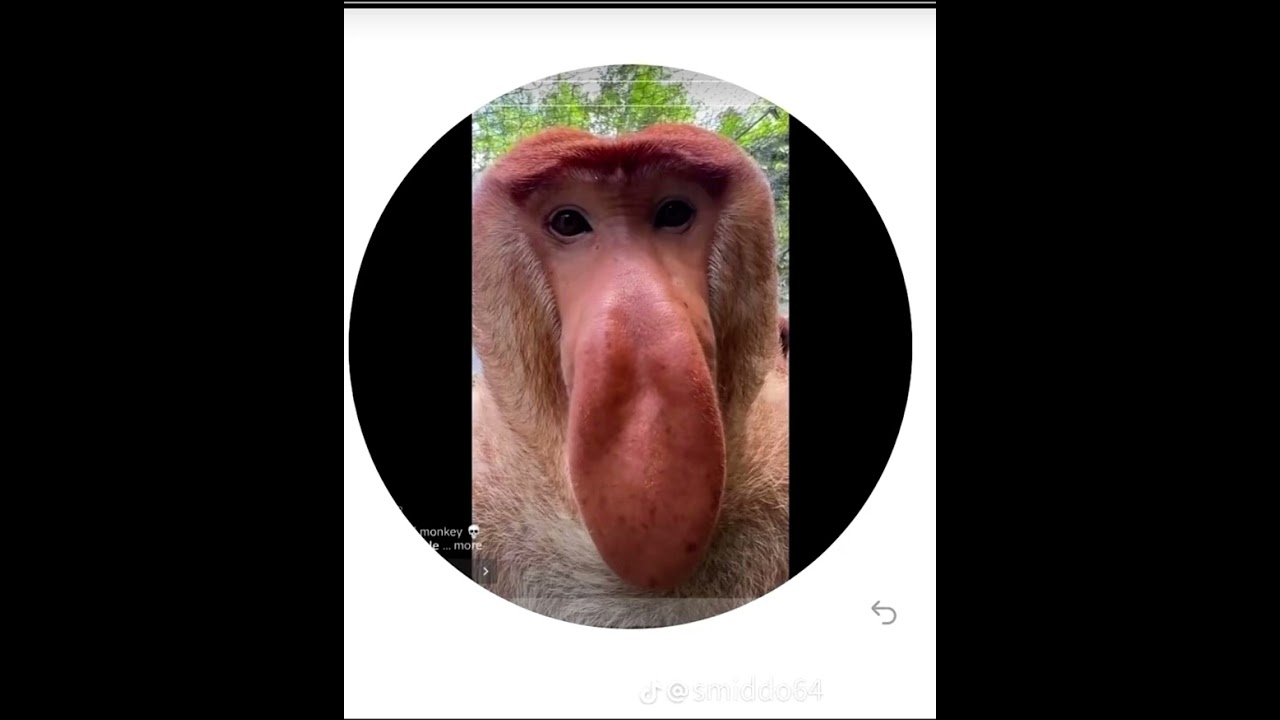 Funny animal wallpapers