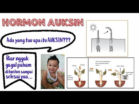 HORMON AUKSIN DAN FUNGSINYA