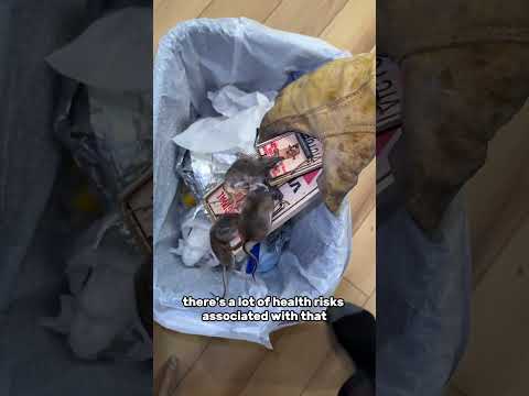 Why you shouldnβt release mice