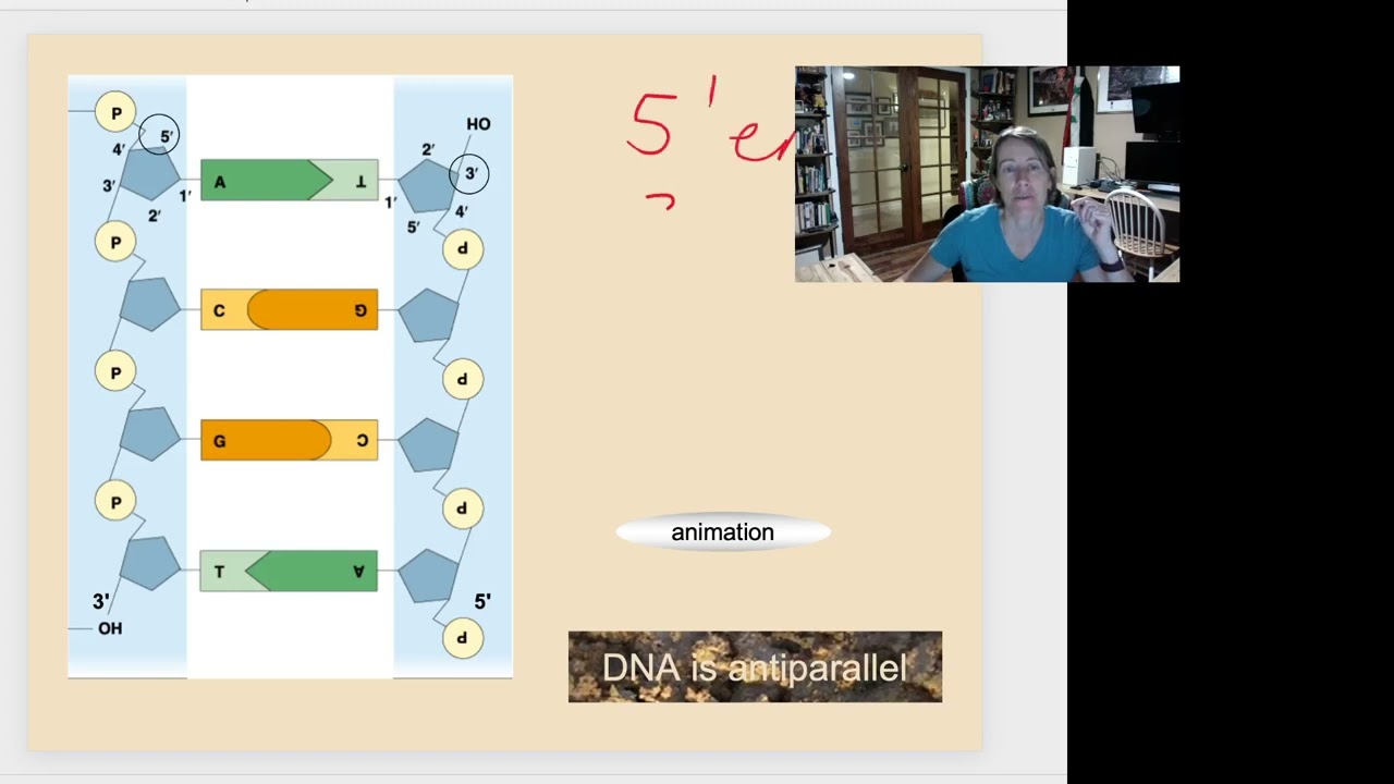 Understanding DNA Replication: The Process of Copying Genetic Material ...