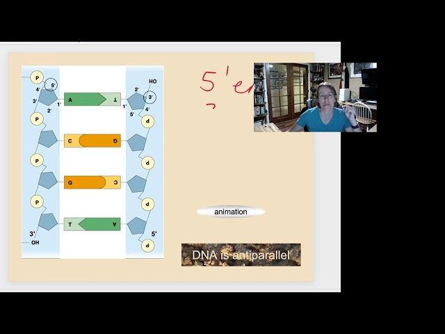 Understanding DNA Replication: The Process of Copying Genetic Material ...