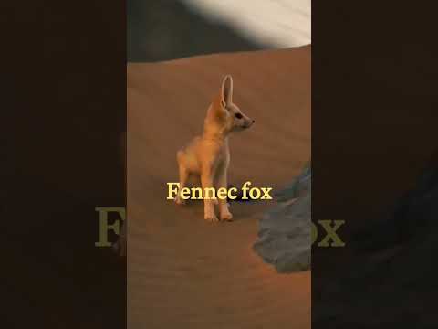 Smallest Fox #comparison #saharadesert
