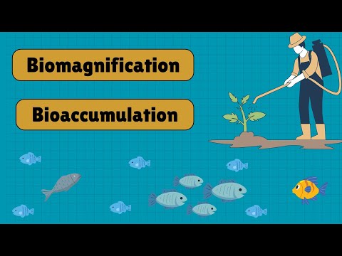 Biomagnification vs Bioaccumulation Explained | Impact on Food Chains & Ecosystems - Biospeaks