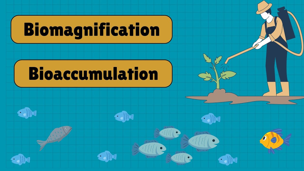 Biomagnification vs Bioaccumulation Explained | Impact on Food Chains & Ecosystems - Biospeaks