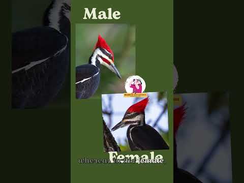 Identifying Male VS Female Pileated Woodpecker
