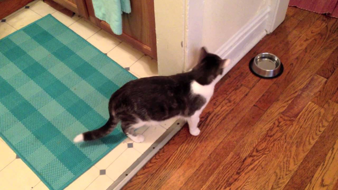 Oh No! Our Cat Is A Republican! • Health Care Solutions