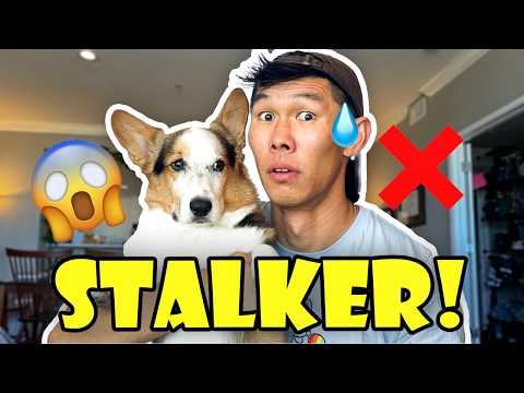 How My Corgi and I Handled a Stalker || Life After College: Ep. 776