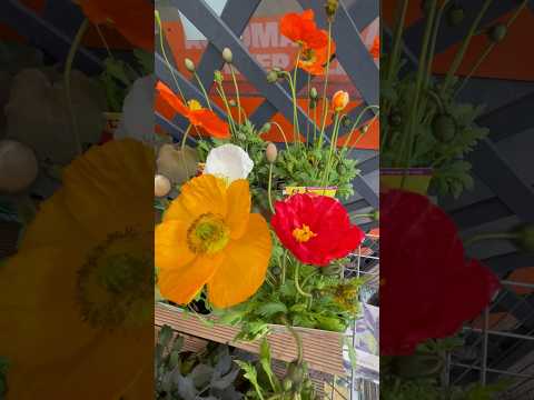 Different types of Poppies #poppy #poppies #different #types #flowers #nature #naturelovers #shorts