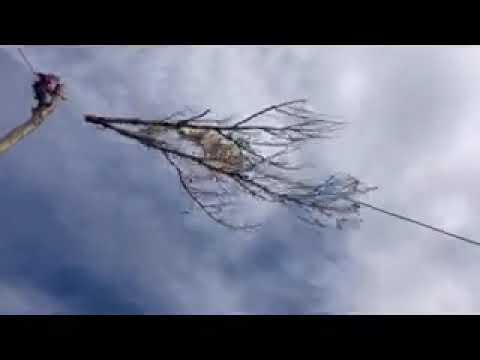 10 Must-Know Tips For Effective Tree Elimination Services – The Life of ...