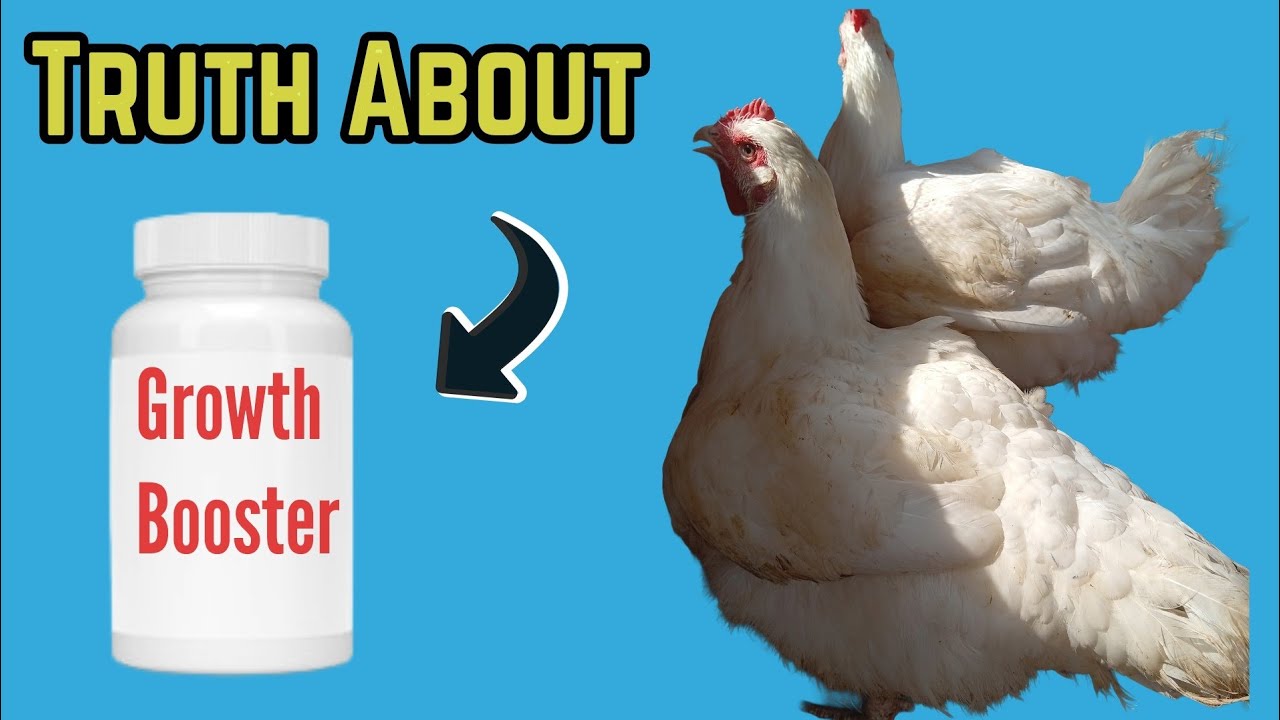 The Truth About Growth Boosters in Poultry