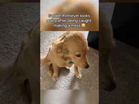 #youtube #funny #pets #youtubeshorts #youtubevideos #ytshorts #youtuber #dog