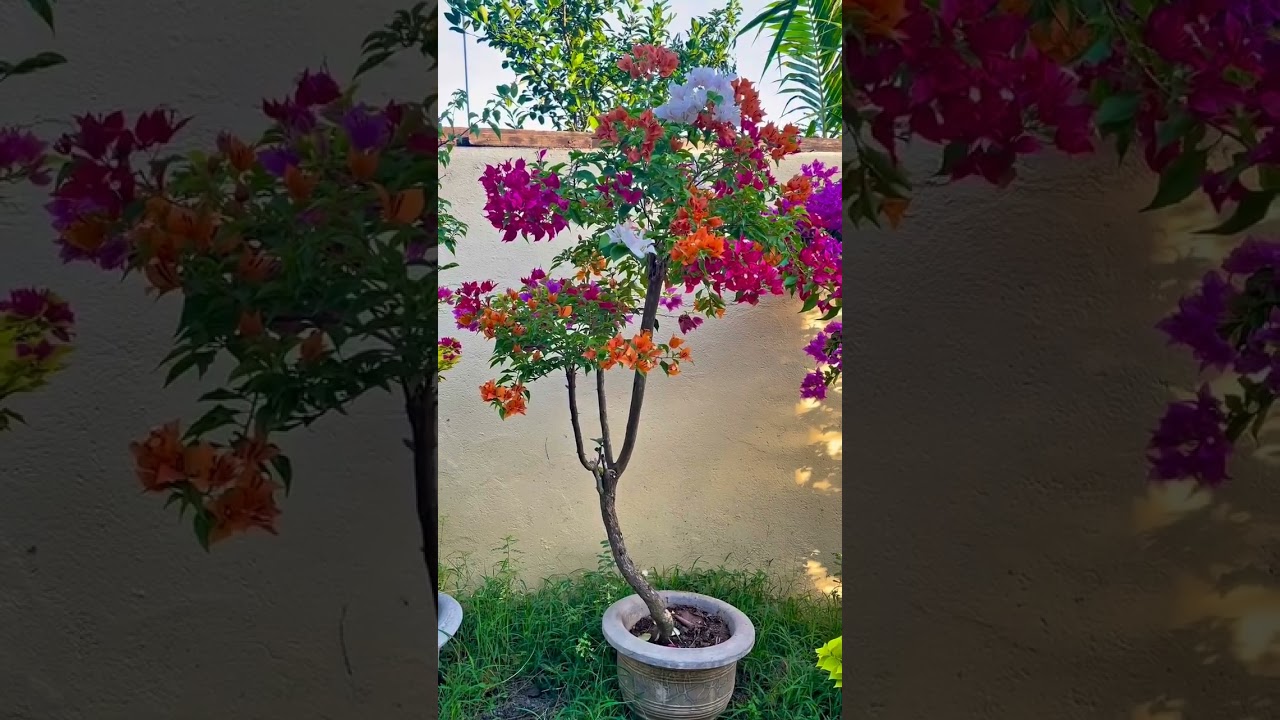 8 ID In 1 Pot / Bougainvillea Garden / Flowers Bloom / Rare Collection / Tips  / grafted / grow
