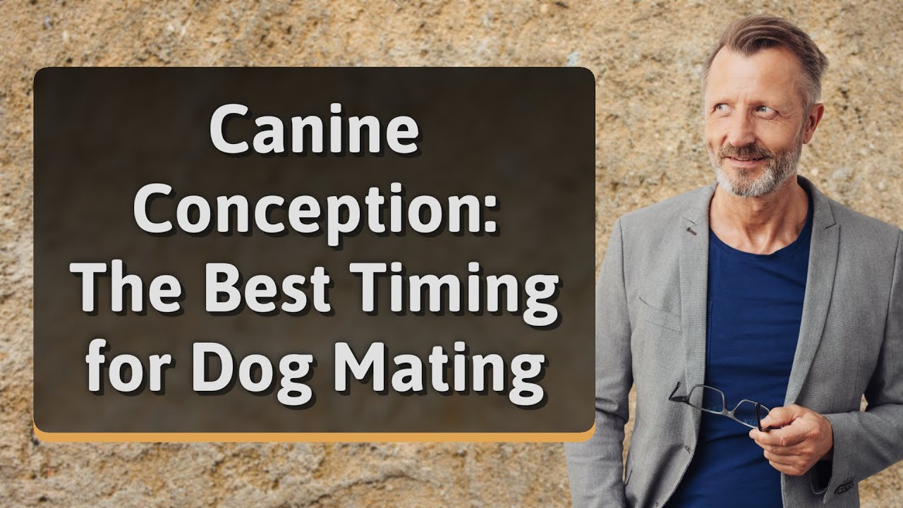 Canine Conception: The Best Timing for Dog Mating