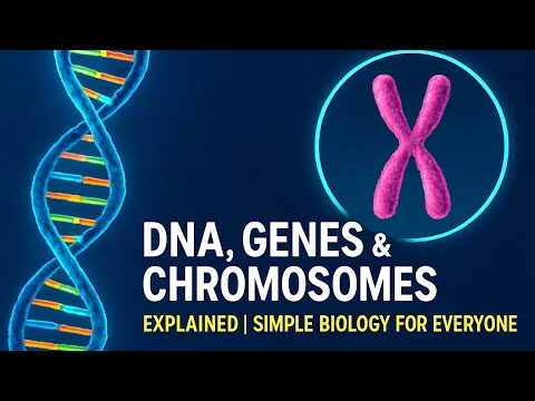 What Are DNA, Genes, and Chromosomes? Simple Biology Explained!