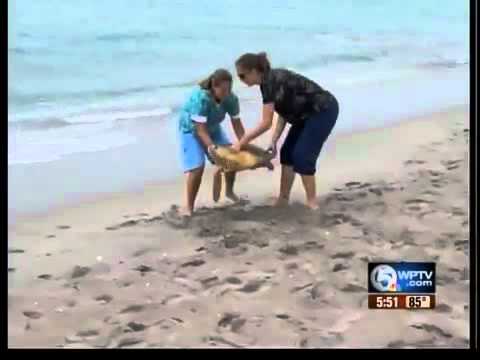 Sea turtle released