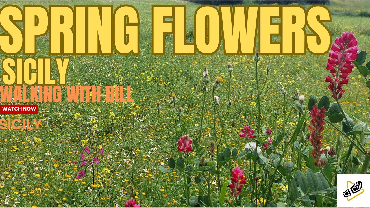Wild Flowers of Sicily.