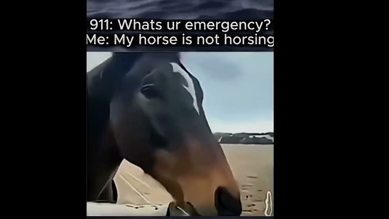 POV: your horse is not horsing