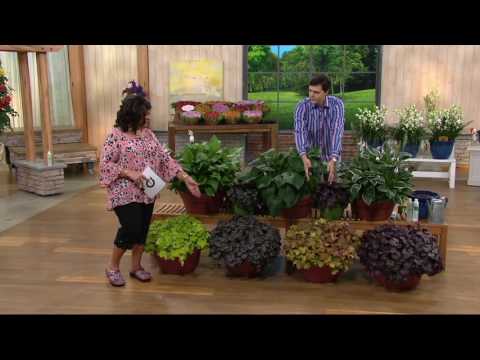 Roberta's 6-piece Large Leafed Hosta Collection on QVC