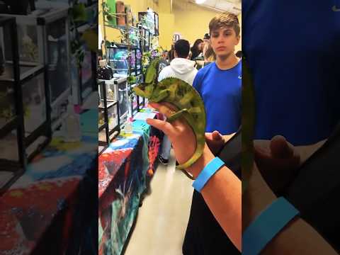 ๐ฆ ๐ A Veiled Chameleon did WHAT?! ๐ ๐ฆ #shorts