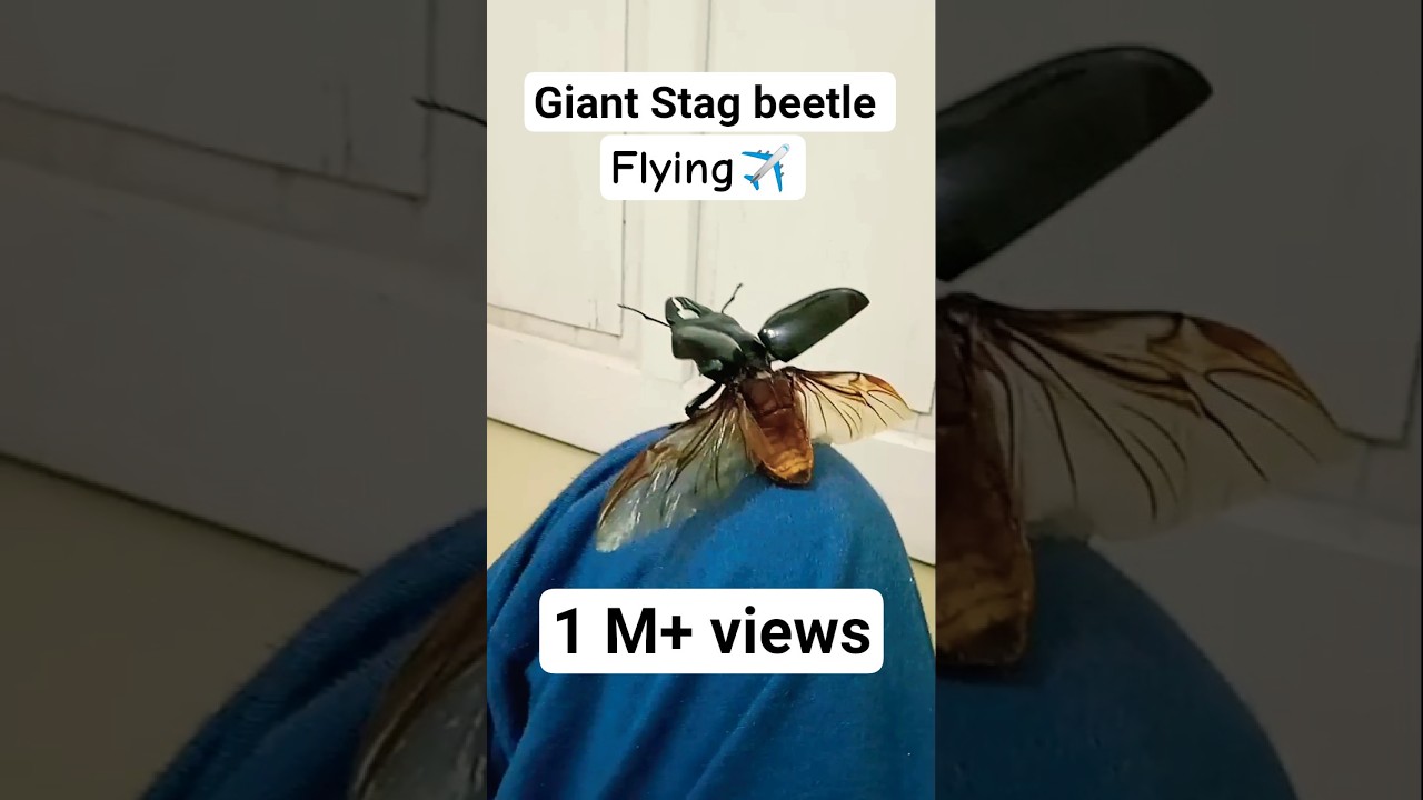 Giant stag beetle(dorcus titanus) flying !! #shorts#trending#viral #stagbeetle #beetle
