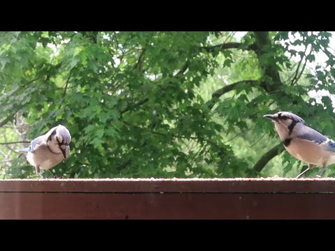 Blue jays and a cardinal