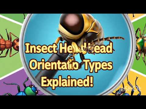 Chapter 2 Introduction to Entomology"Insect Head Orientation". "Grasshopper Head Structure"
