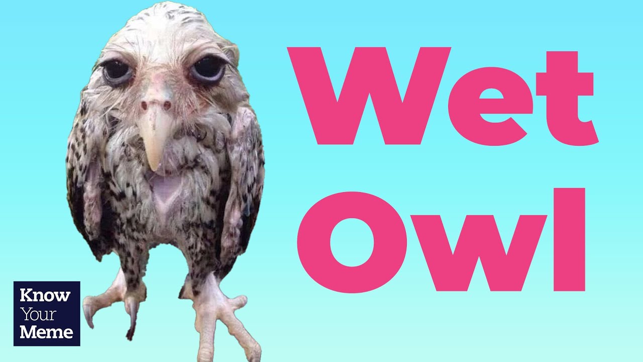 Have You Seen This Wet Owl? | Aztrosist Meme Review