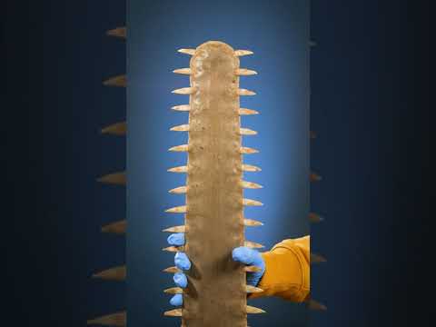 Sawfish - Their Saws are NOT What You Think