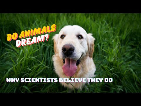 Do Animals Dream? Why Scientists Believe They Do