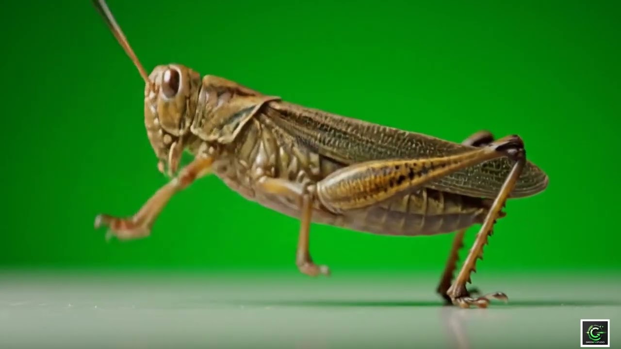 🦗 VFX Green Screen Grasshopper – FREE GREEN SCREEN