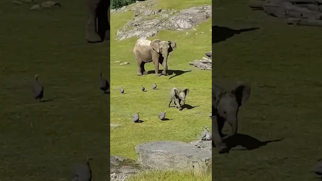 Elefante bebé se cae y corre con su madre #elefante #bebe #animal #naturaleza #viral #animales #cae