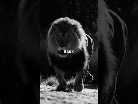 Let Them Bark #shorts #mindset #motivation #discipline