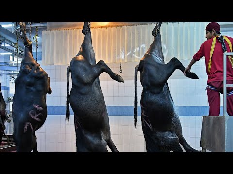 Modern Buffalo Cutting Line in Factory - Fresh Buffalo Meat Production Process - Buffalo Milk Farm