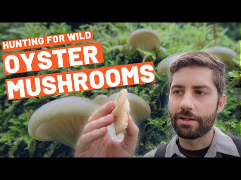 Hunting for Wild Oysters (a PERFECT mushroom for beginners!!) - Identified, Harvested and Cooked
