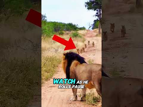 When a Lioness Reacts to a Lionโฆ Hereโs Why! ๐ฆ๐