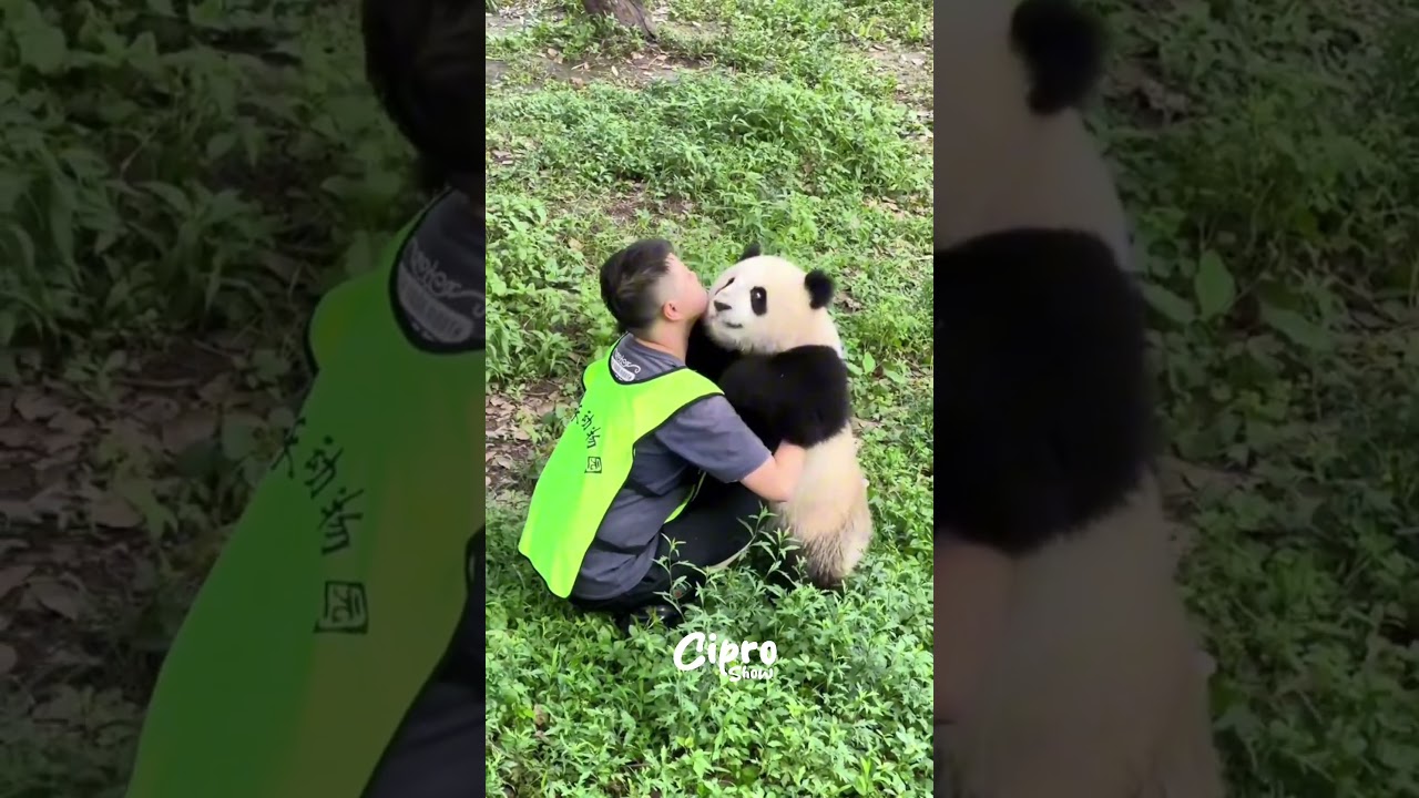 The World of Panda Bears #viralvideo