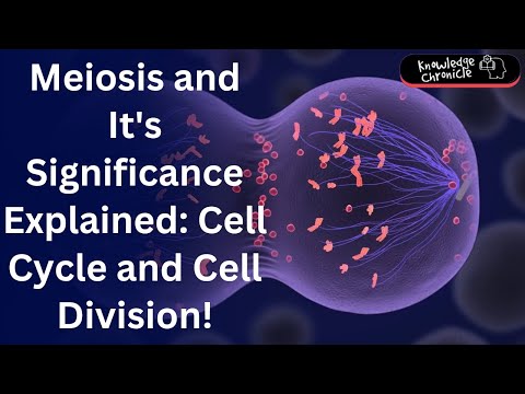 The Secret of Life: The Complete Guide to Meiosis and Cell Division Explained!