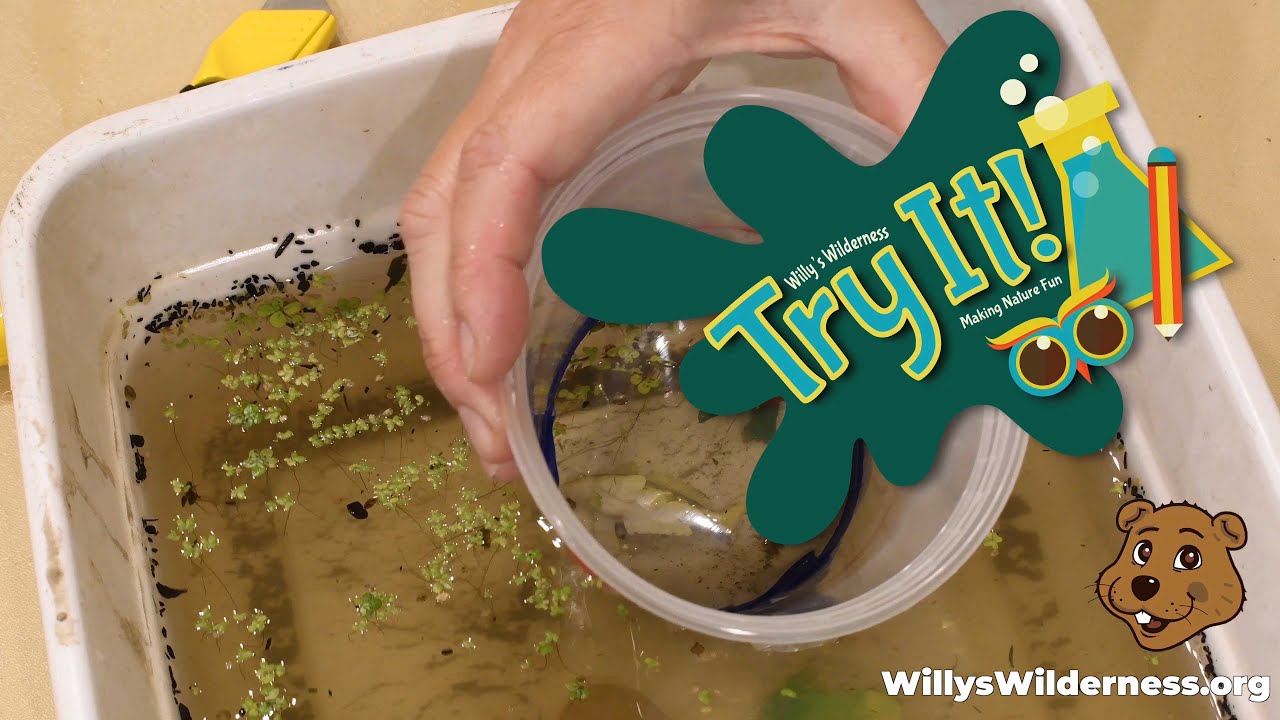 Try It: Underwater Viewer